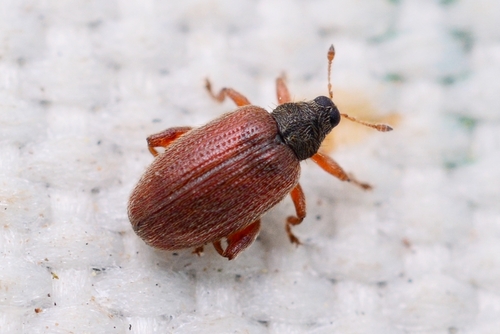 Orchestes sanguinipes · iNaturalist