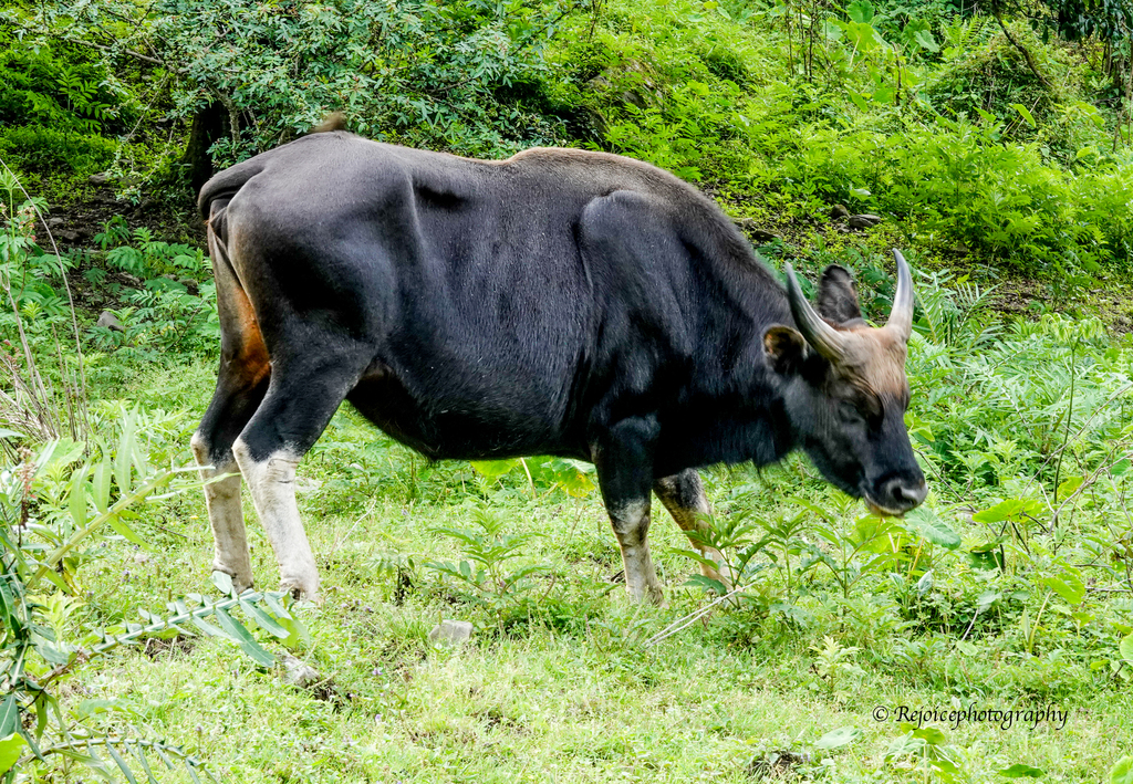 Gayal (Bos frontalis) - Know Your Mammals