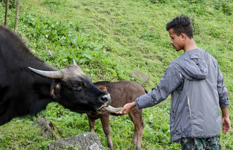 Gayal (Bos frontalis) - Know Your Mammals
