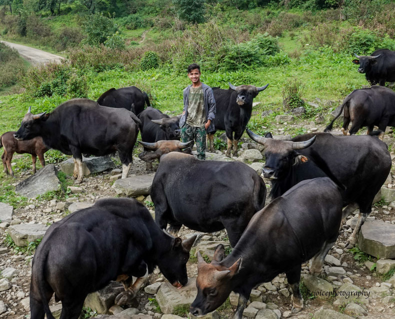 Gayal (Bos frontalis) - Know Your Mammals