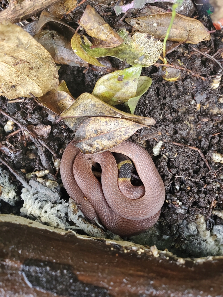 Red Coffee Snake on 04 August, 2022 at 11:21 AM by Maria José Guevara ...