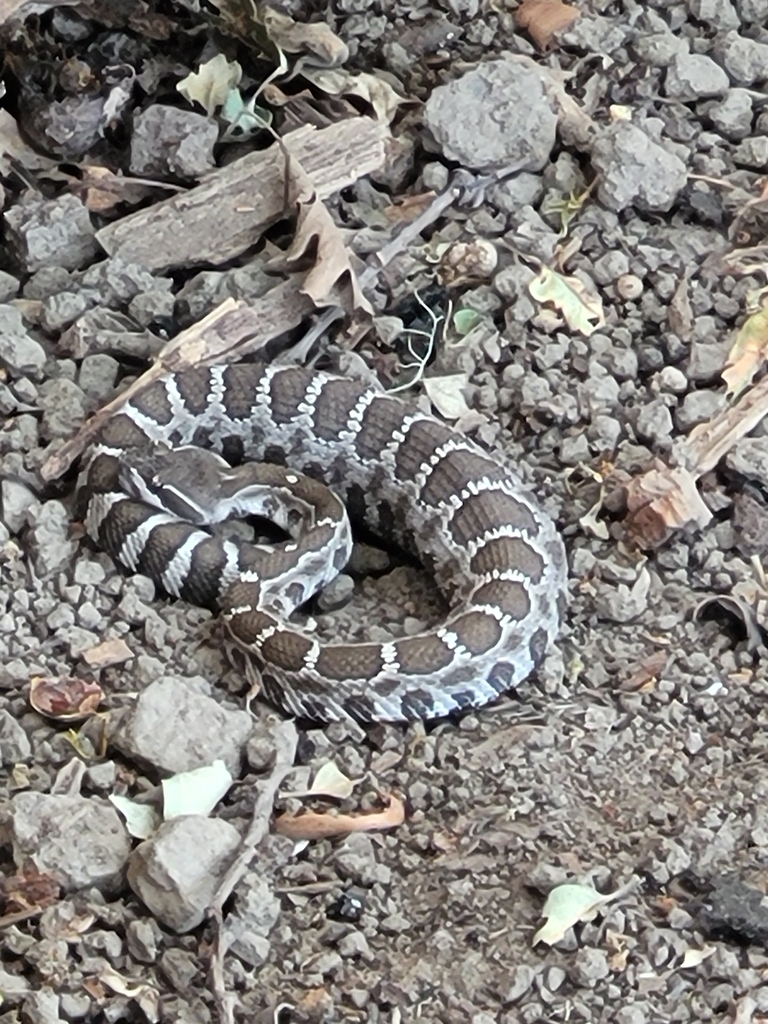 Northern Pacific Rattlesnake from Mendocino County, US-CA, US on July ...