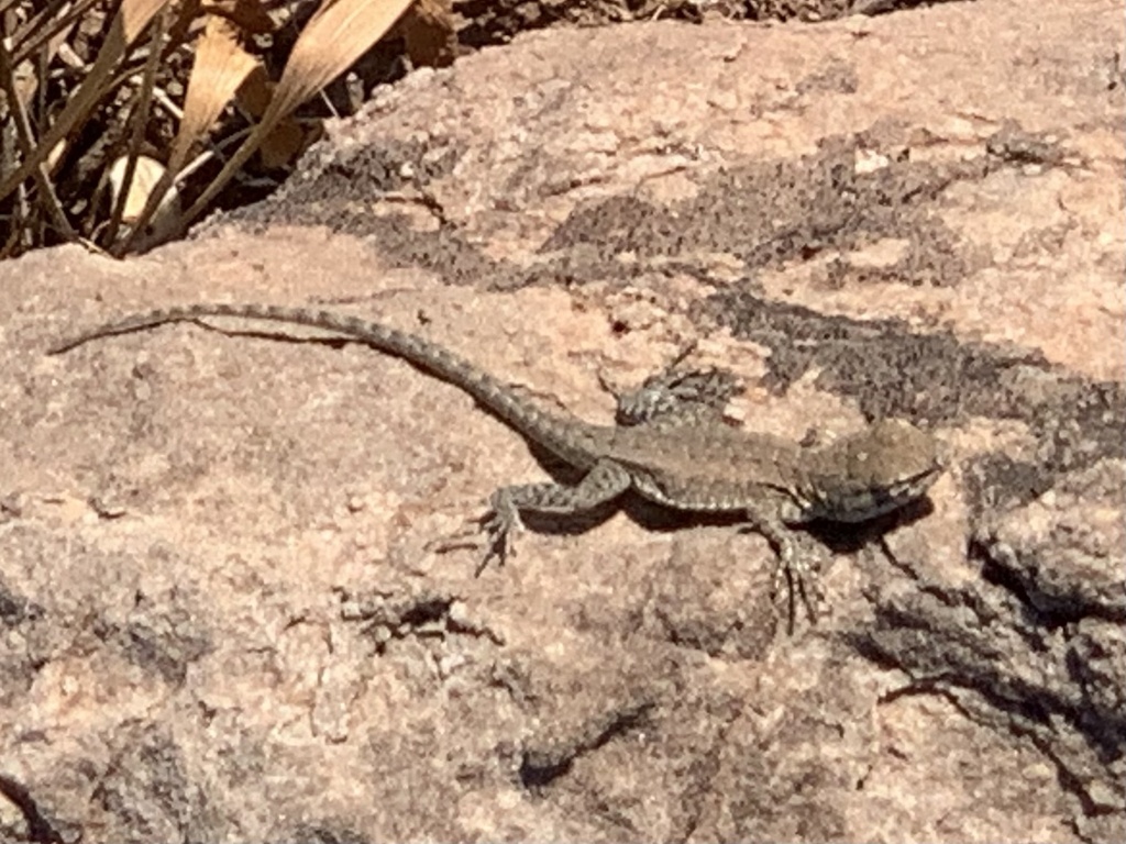 Common Side-blotched Lizard from Mount Pleasant, UT, US on July 26 ...