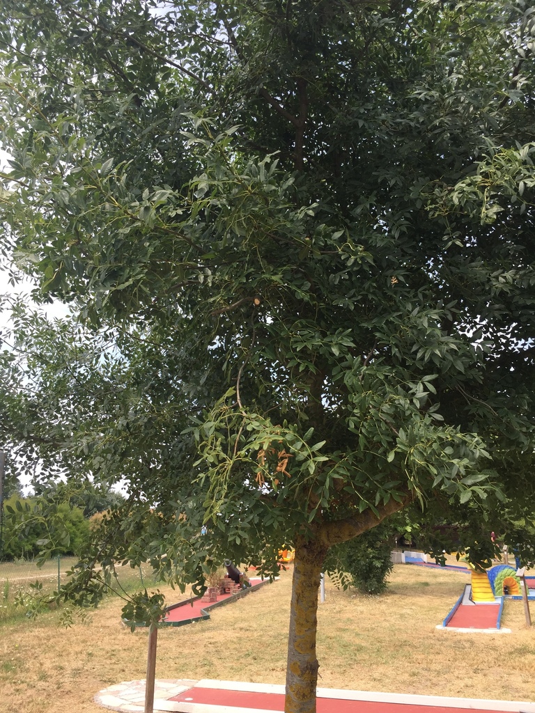 oaks from D38, Barbâtre, Pays de la Loire, FR on July 26, 2018 at 02:07 ...