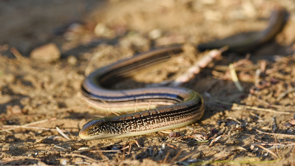 Western Slender Glass Lizard in August 2022 by Cyrus Allen. What a cool ...