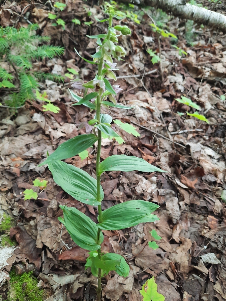 Broad-leafed Helleborine by Nate Basque · iNaturalist