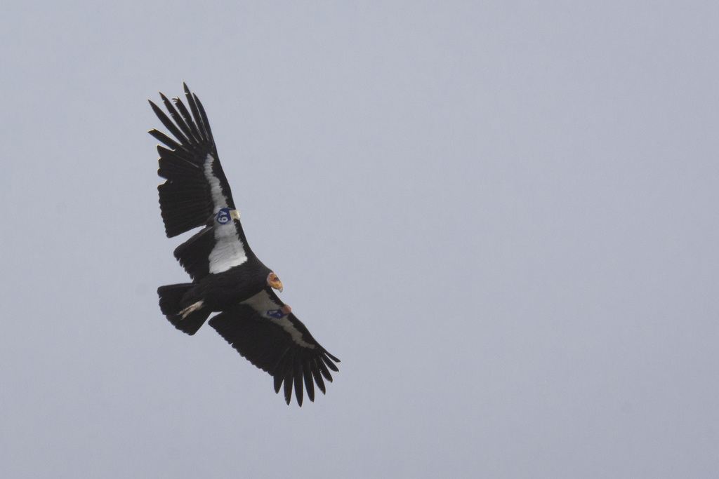 California Condor from Municipio de Playas de Rosarito, Baja California ...