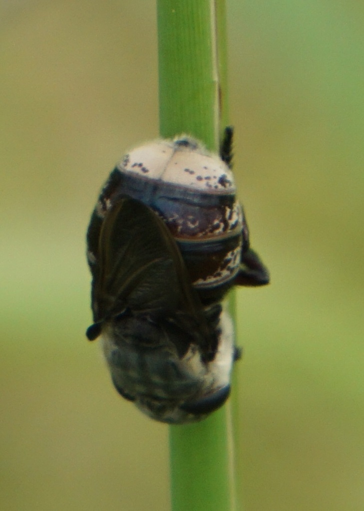 Mouse Bot Fly in August 2022 by aitnorth · iNaturalist