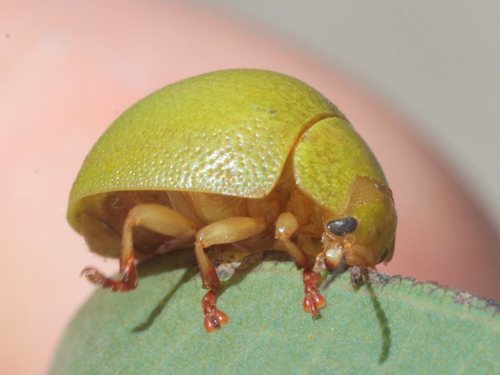 Paropsis rufitarsis · iNaturalist