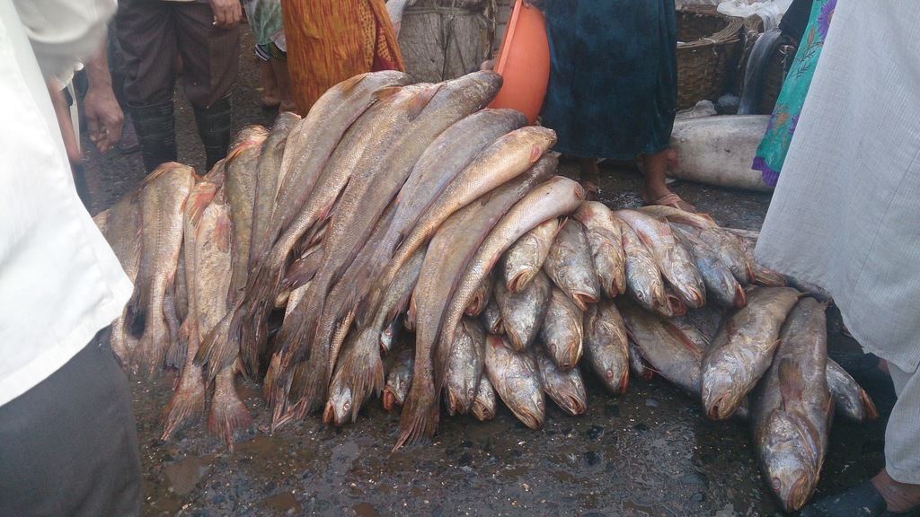 (Otolithoides) - Marine Life Identification