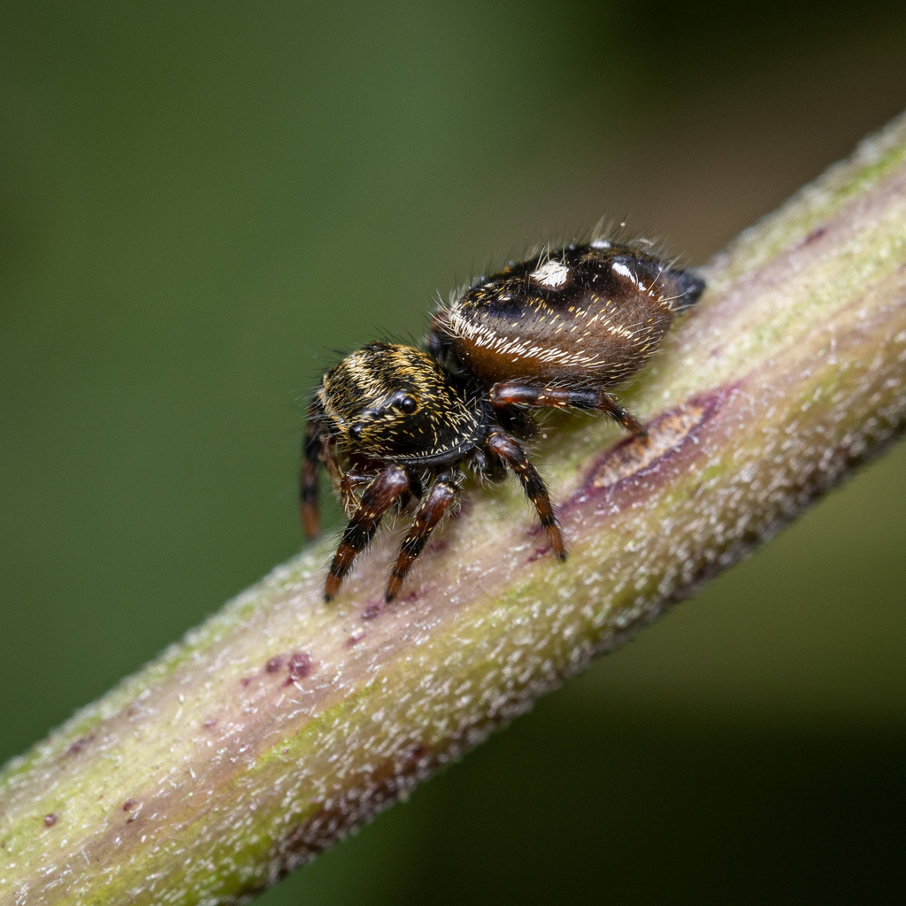 Bold Jumping Spider from Emily Oaks Nature Center, Skokie, IL, US on ...