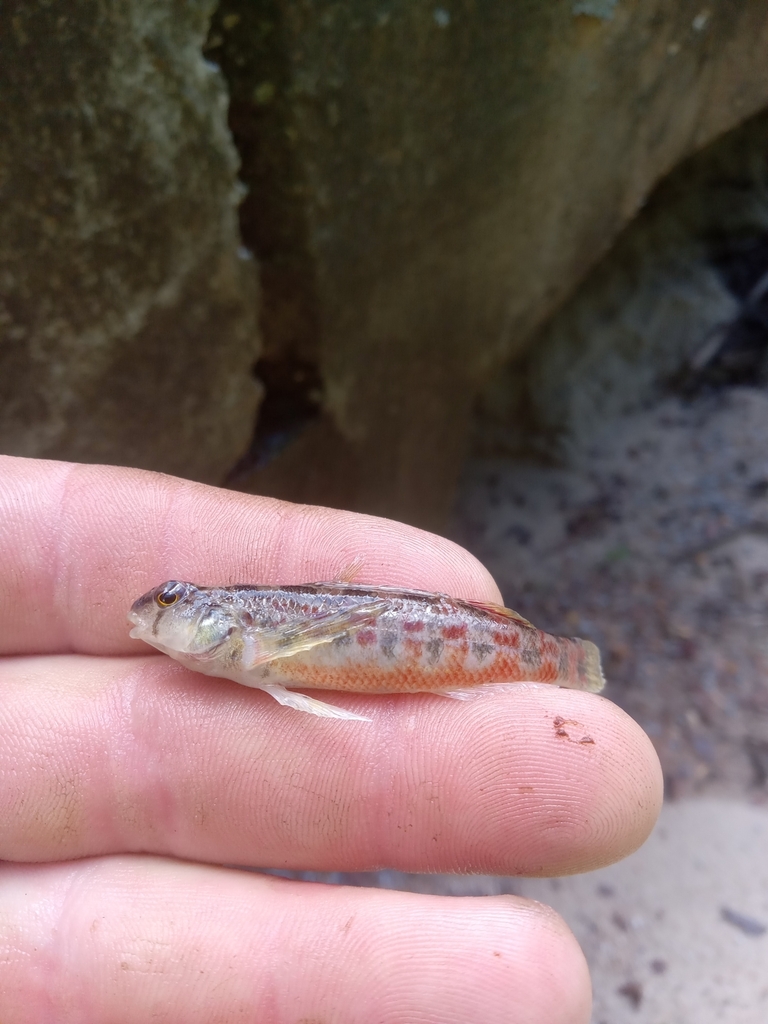 Alabama Darter from Centreville, AL 35042, USA on August 4, 2022 at 10: ...