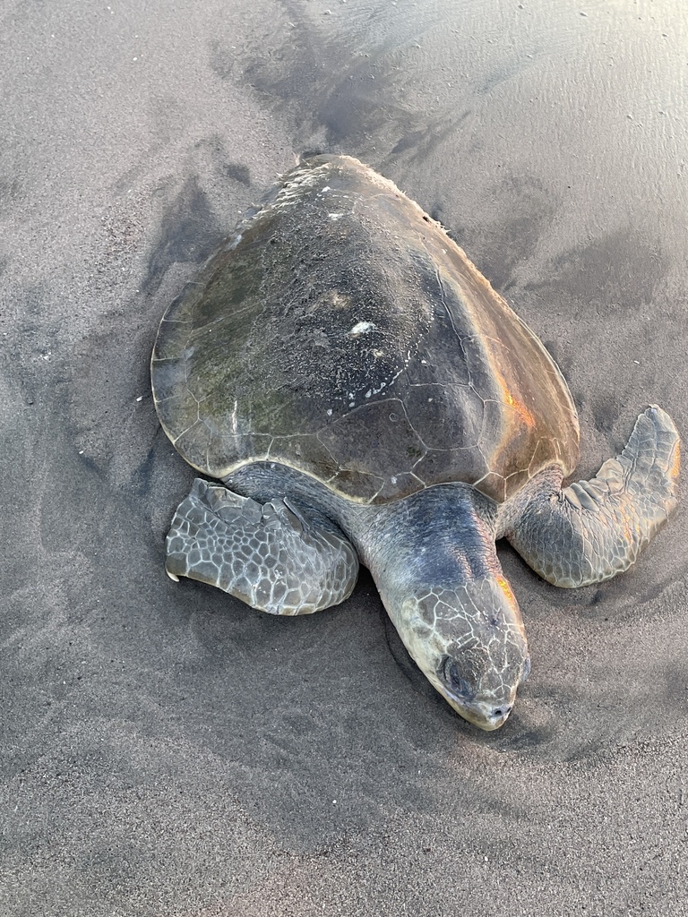 Olive Ridley Sea Turtle in June 2022 by Gabriela Rivera Muñoz · iNaturalist