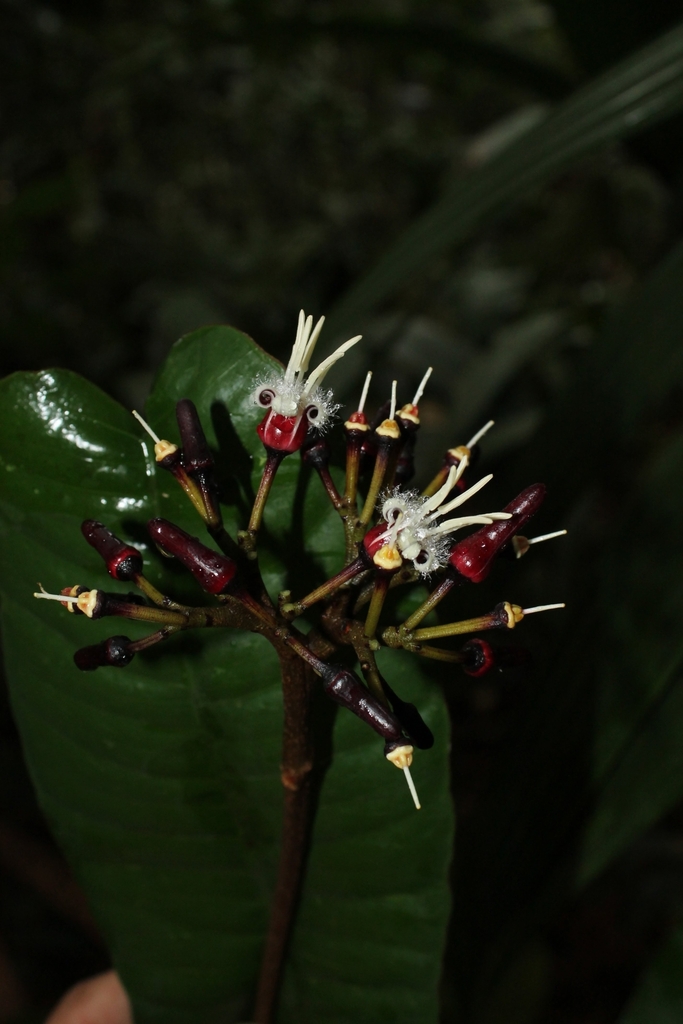 Adiscanthus fusciflorus from Mâncio Lima - AC, Brasil on November 30 ...
