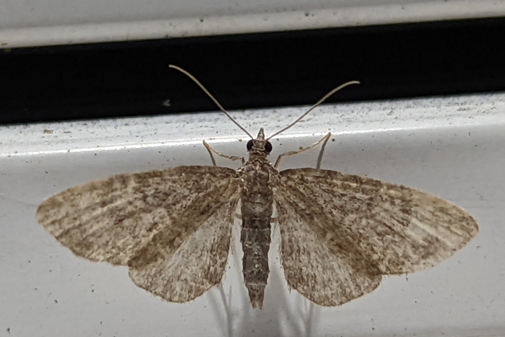 Pug Moths from Saint-Pierre, 97500, Saint-Pierre-et-Miquelon on August ...