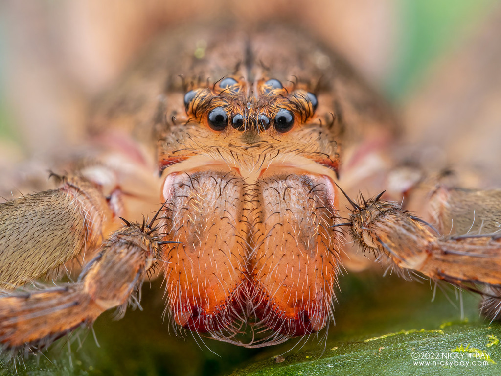 Huntsman Spiders from Bellavista Lodge Km 62 Ruta Antigua Nono ...