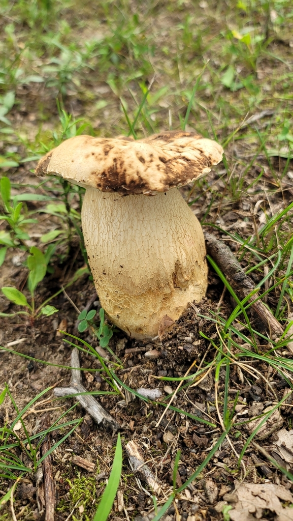 King Bolete in August 2022 by Dave Odd · iNaturalist