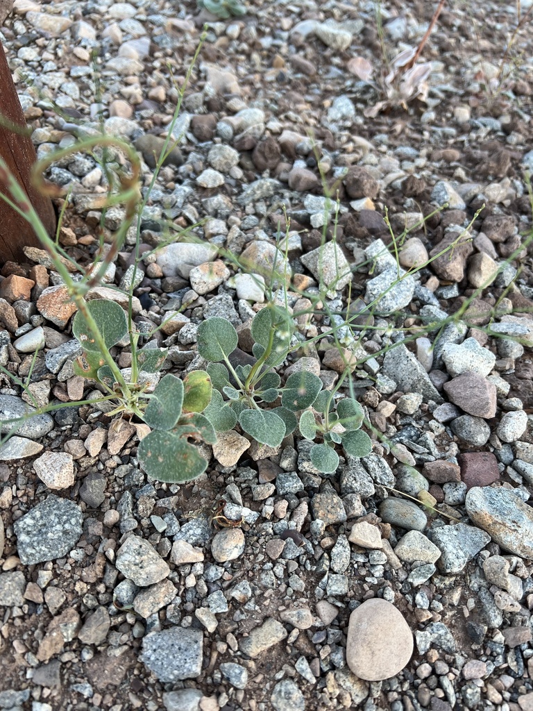 Nodding Buckwheat from Arches National Park, Moab, UT, US on July 19 ...