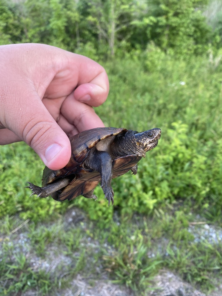 Eastern Mud Turtle from Smyrna, DE, US on May 21, 2022 at 07:54 PM by ...
