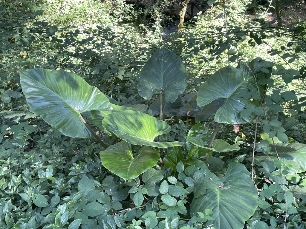 giant taro from EP-1102, Moaña, Pontevedra, ES on August 4, 2022 at 05: ...