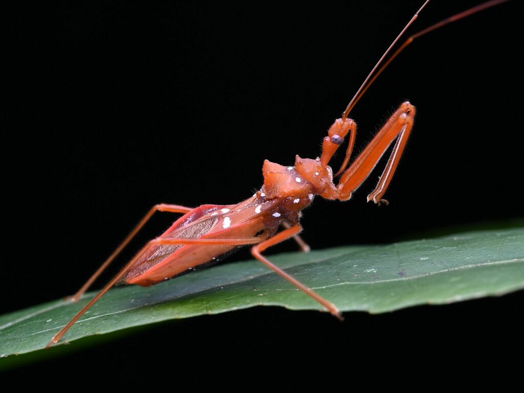 Astinus siamensis from 中国云南省西双版纳傣族自治州勐腊县 on August 5, 2022 at 03:07 PM ...