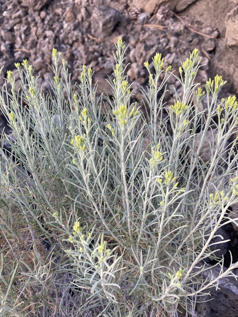 Rubber Rabbitbrush from Deschutes National Forest, Bend, OR, US on ...