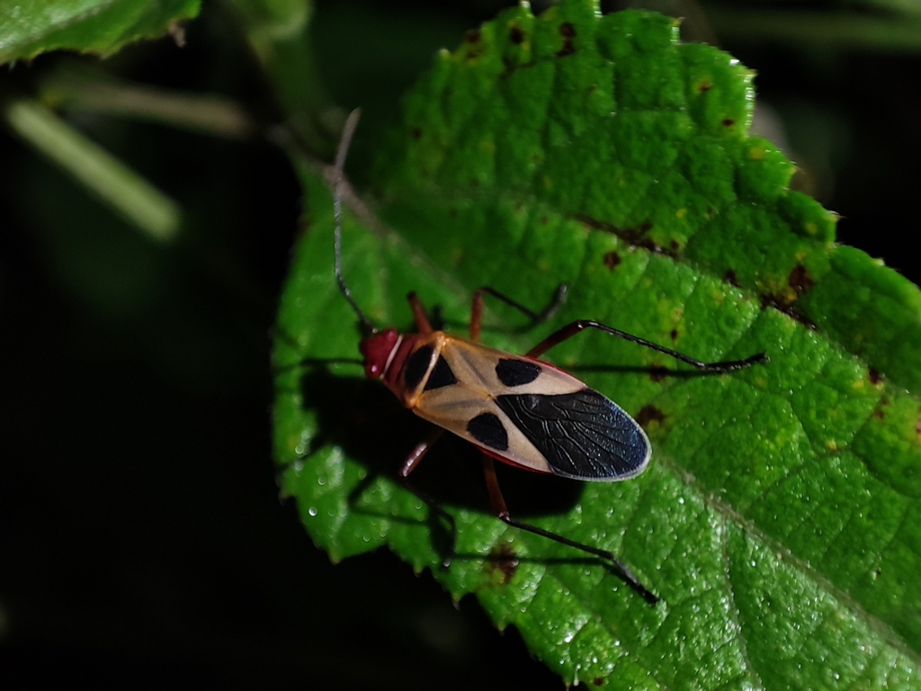 Dysdercus mimus from 95883 Ver., México on July 10, 2022 at 08:19 PM by ...