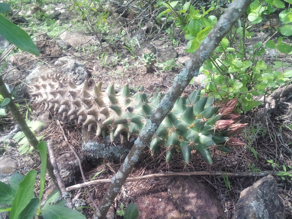 Coryphantha octacantha in July 2018 by Mané Salinas Rodríguez · iNaturalist