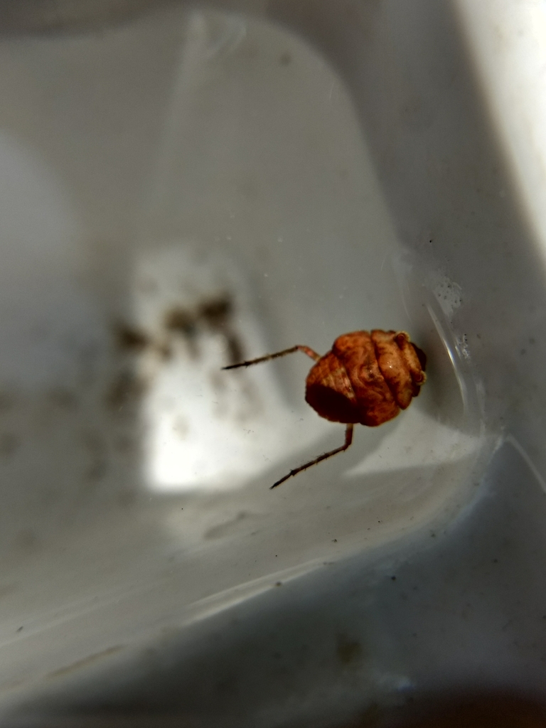 Big-eyed Toad Bug from High Line Canal Trail, Littleton, CO 80125, USA ...