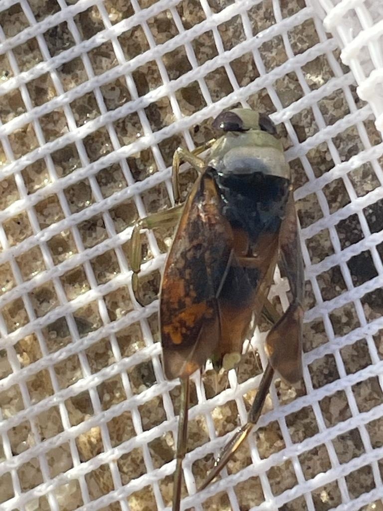 peppered backswimmer from Rue des Frênes, Geneston, Pays de la Loire ...