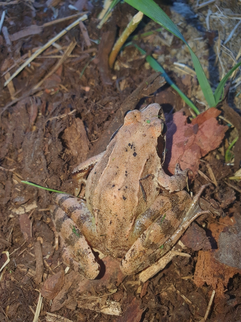 Agile Frog from Szentpéterúr, 8762 Ungarn on August 05, 2022 at 09:44 ...