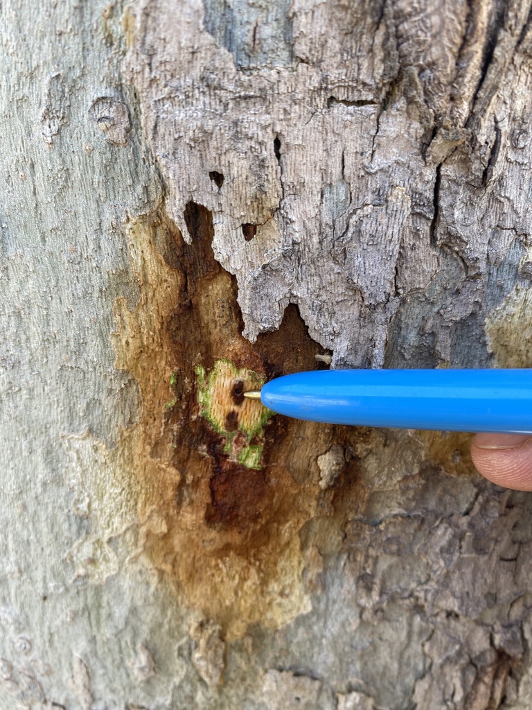 Polyphagous Shothole Borer Beetle Complex from Kanan Rd, Agoura Hills ...