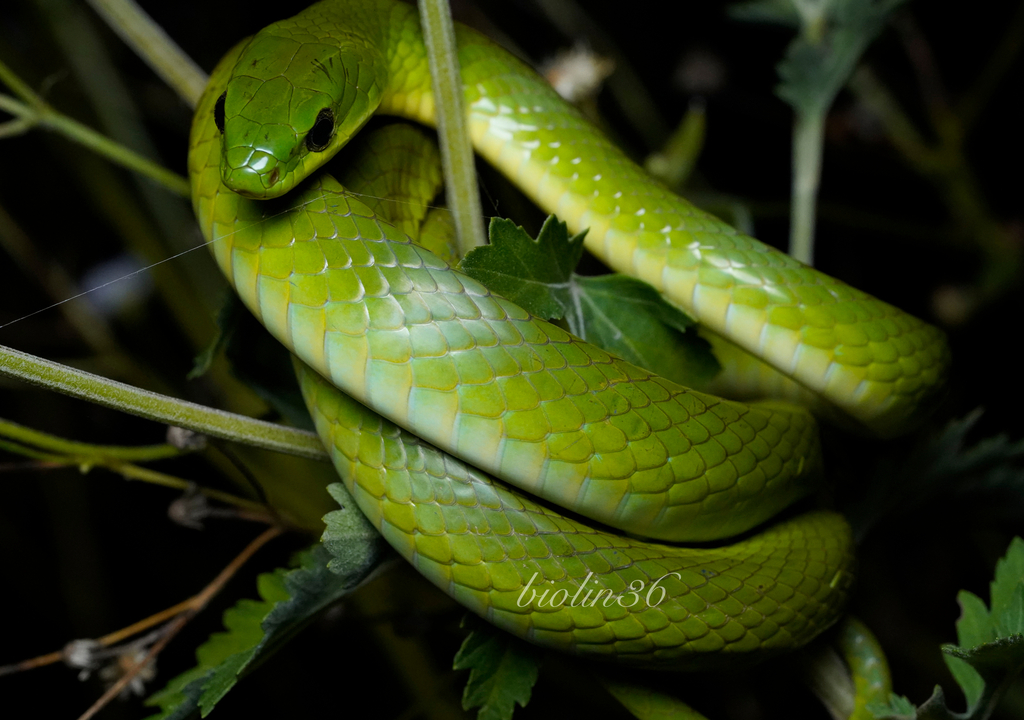 Chinese Green Snake from 中国江苏省南京市江宁区 on August 5, 2022 at 08:13 PM by ...