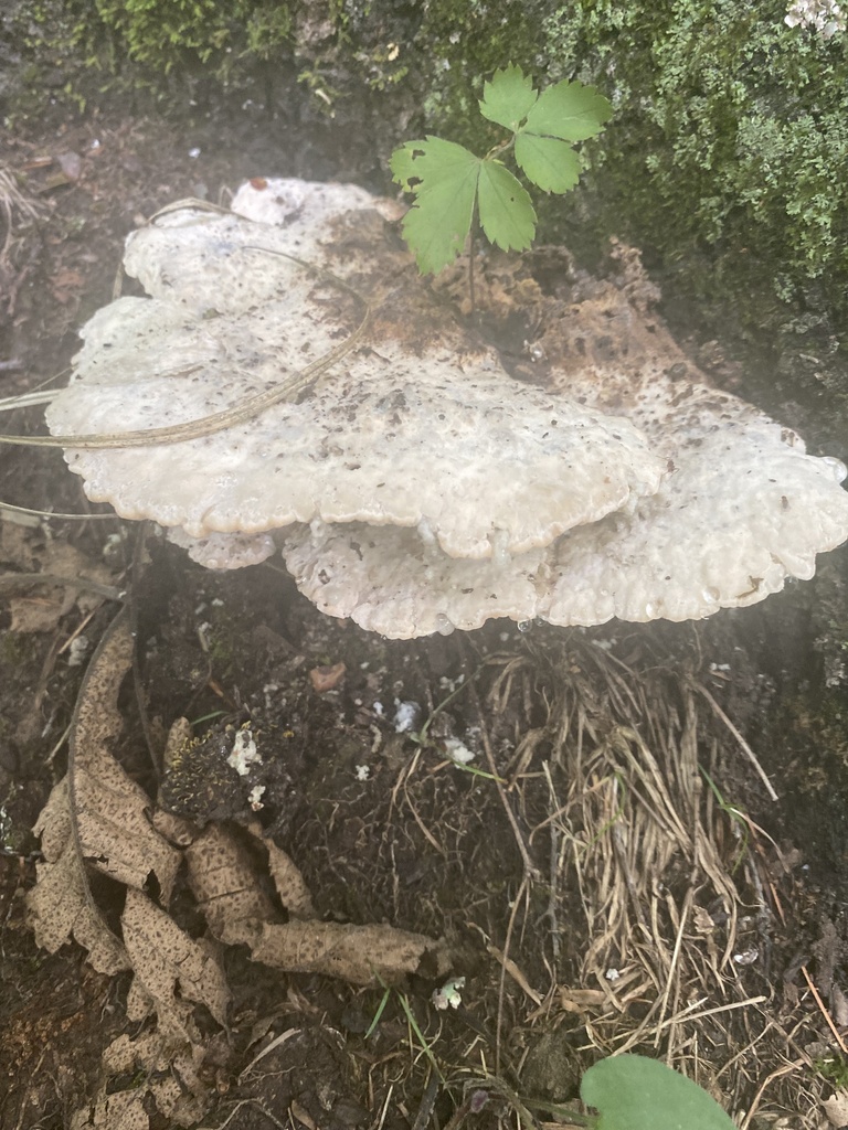 green cheese polypore from Nashville, IN, US on August 05, 2022 at 11: ...