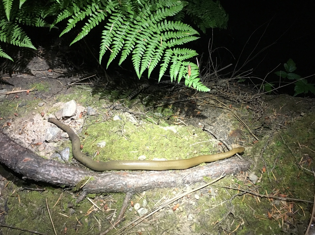 Northern Rubber Boa from Oregon Caves National Monument, Josephine ...