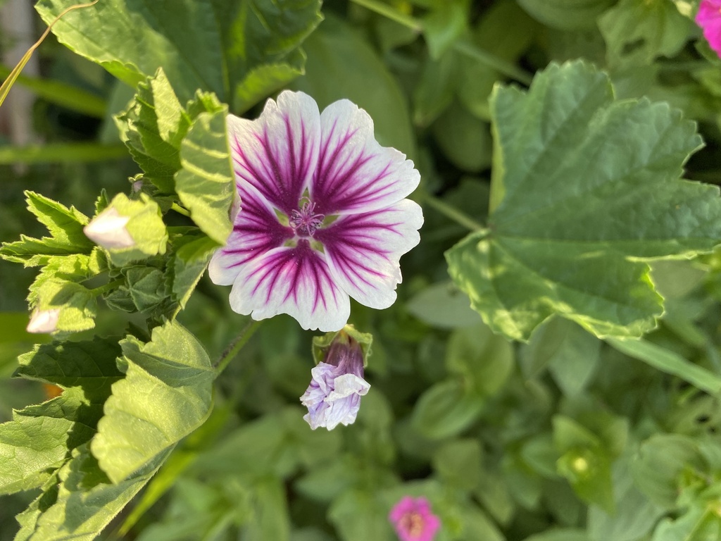 Common Mallow from Glebe Memorial Park, Ottawa, ON, CA on August 05 ...