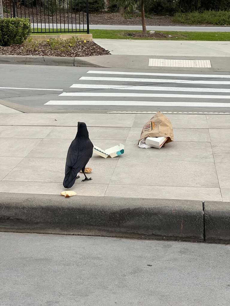 Australian Raven from Hay St, Jolimont, WA, AU on July 31, 2022 at 05: ...