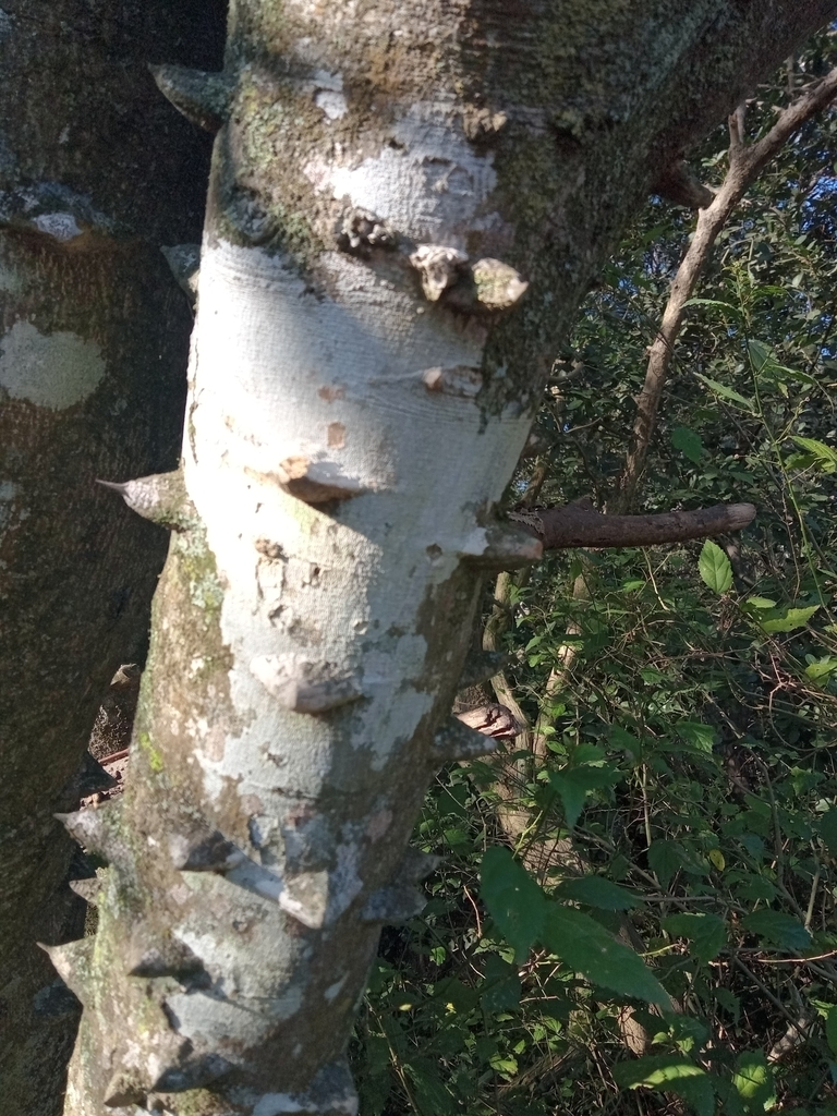 Zanthoxylum rhoifolium from Reserva Santa Catalina on July 31, 2022 at ...