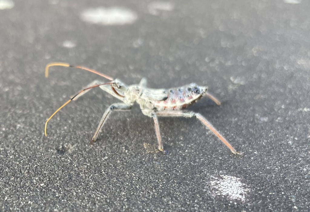 North American Wheel Bug from Lehigh University, Bethlehem, PA, US on ...