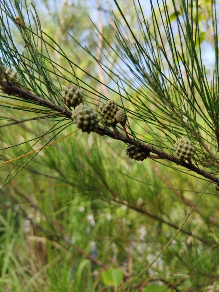 Beach Sheoak from 948-1 Tancha, Onna, Kunigami District, Okinawa 904 ...