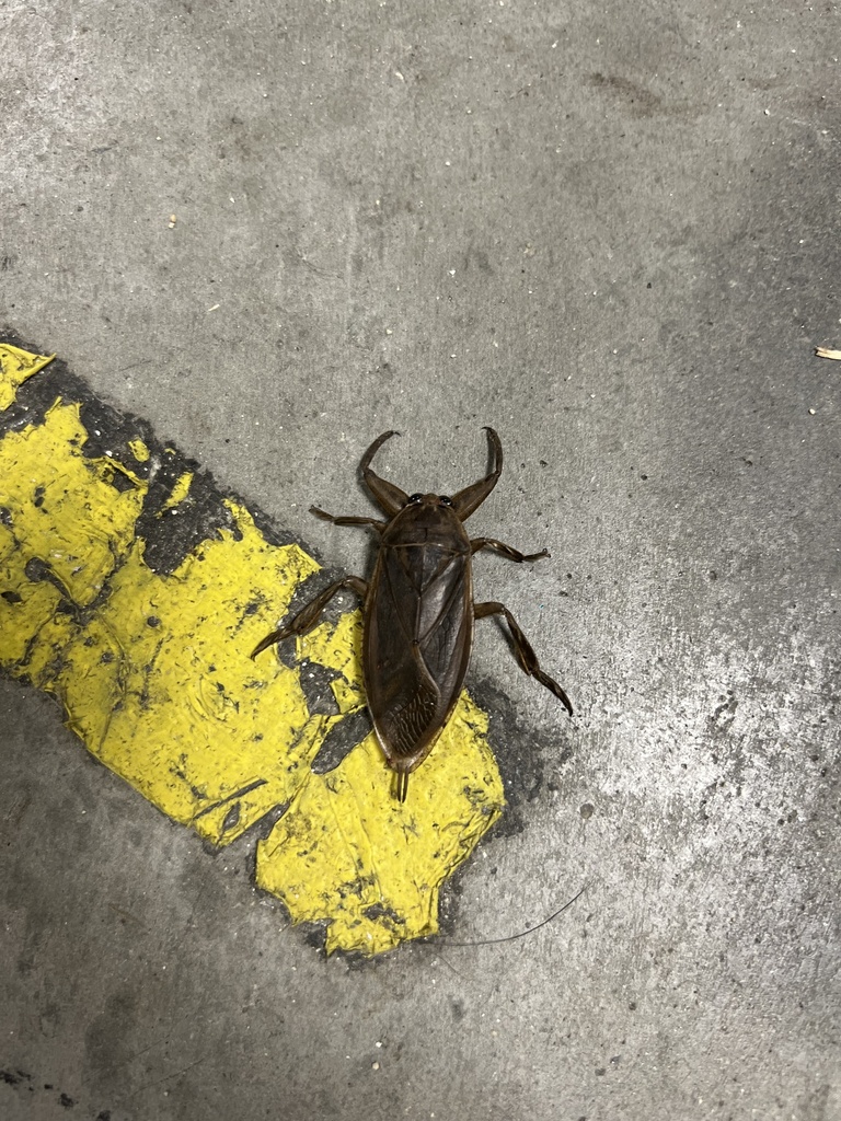 American Giant Water Bug from Thompson Speedway - Headquarters ...
