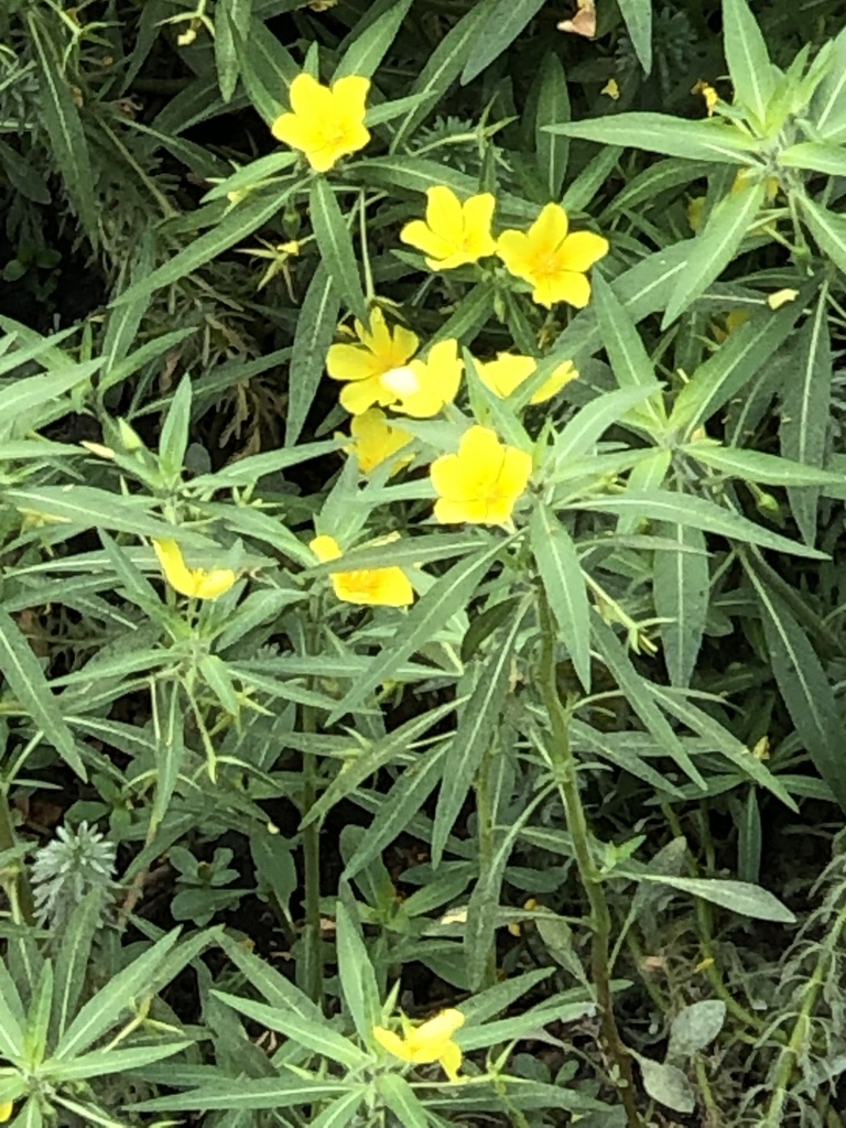 water primrose from CONDON PARK TRAILS, Grass Valley, CA, US on August ...