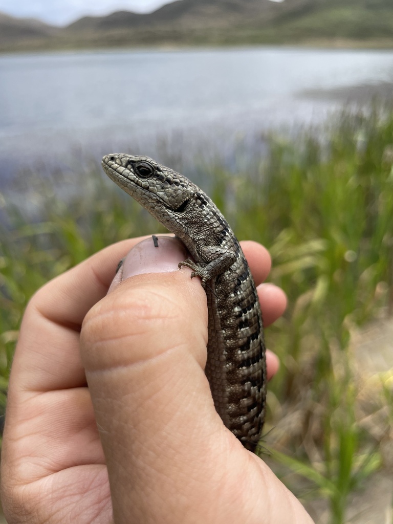 Northern Alligator Lizard in August 2022 by Luc Myers · iNaturalist