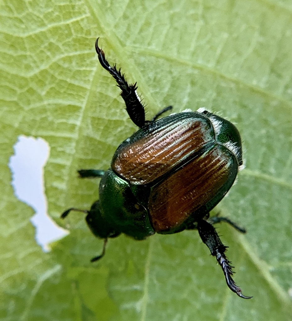 Japanese Beetle from NW West Rd, Portland, OR, US on August 5, 2022 at ...