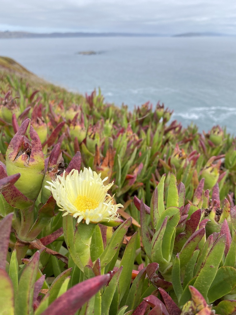 sea fig from Bodega Bay, CA, US on August 5, 2022 at 04:24 PM by ...