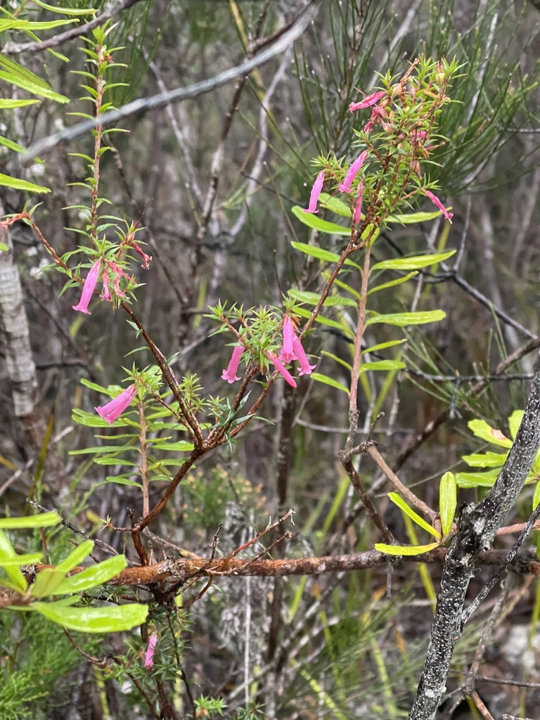 Common Heath from Tasman National Park, Fortescue, TAS, AU on August 05 ...