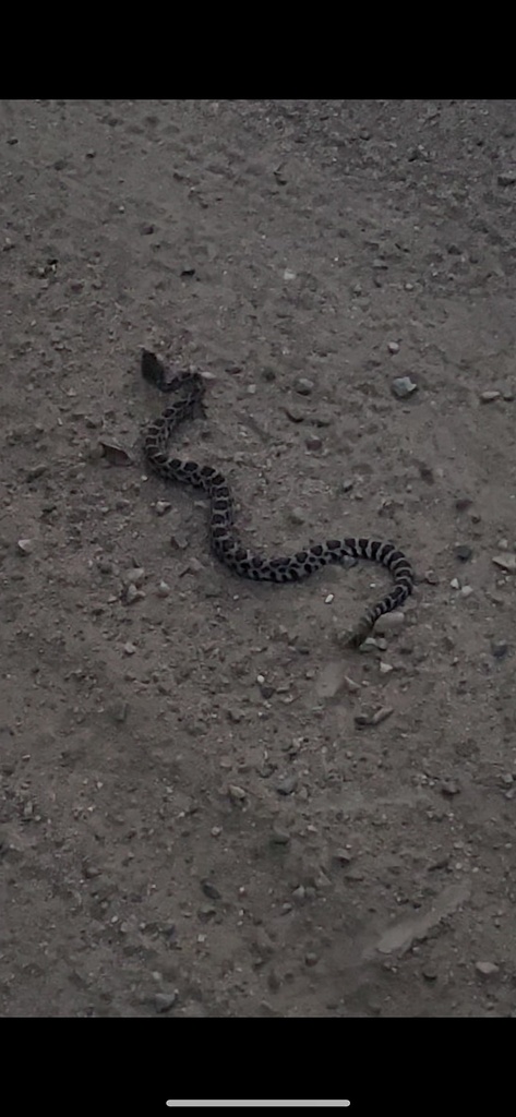 Southern Pacific Rattlesnake from Marshall Canyon Regional Park, La ...