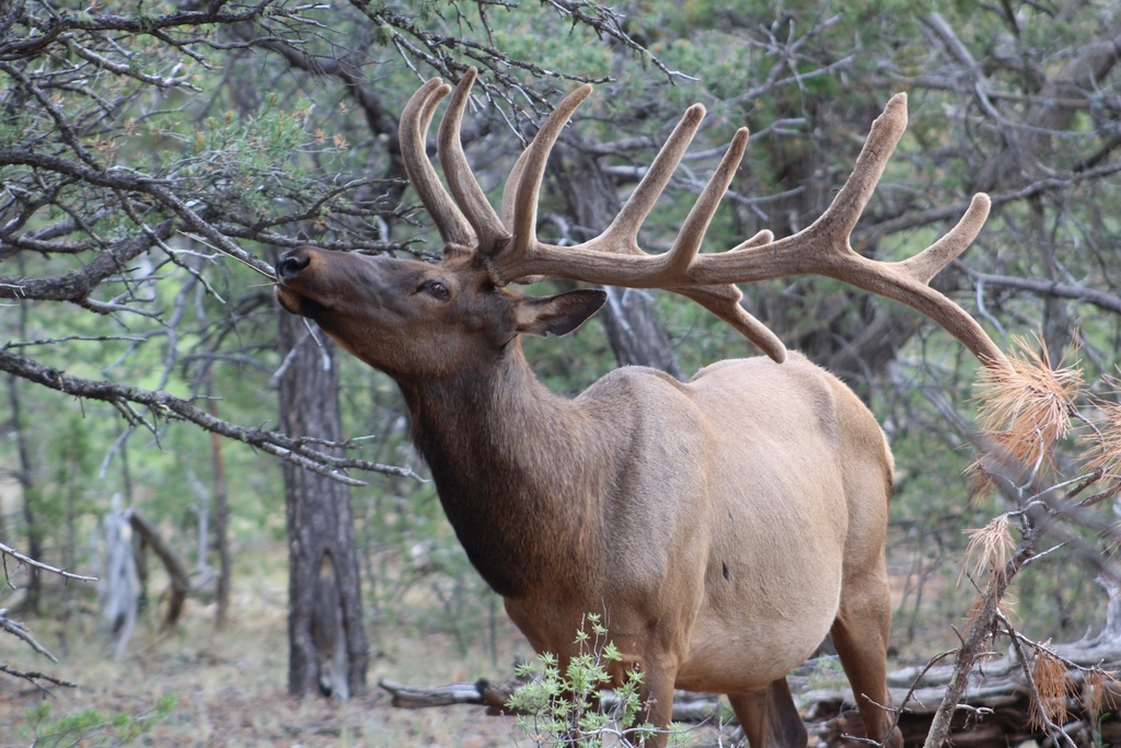 Wapiti (Cervus canadensis) - Know Your Mammals