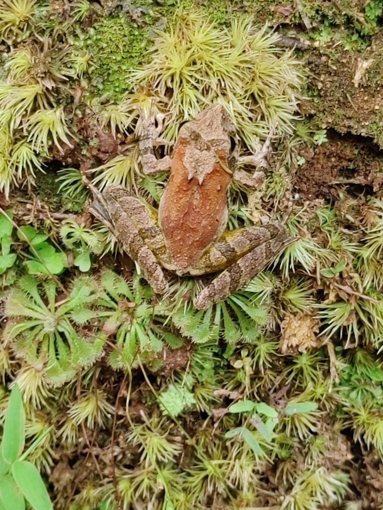 Ryukyu Kajika Frog from 905-1412, Japan on July 24, 2022 at 12:20 PM by ...