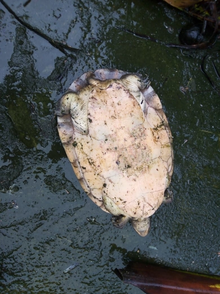 Central American River Turtle in July 2022 by Carlos Mora. Atrapada en ...